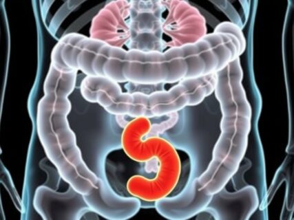 Apéndice vermiforme: ¿órgano vestigial o funcional?